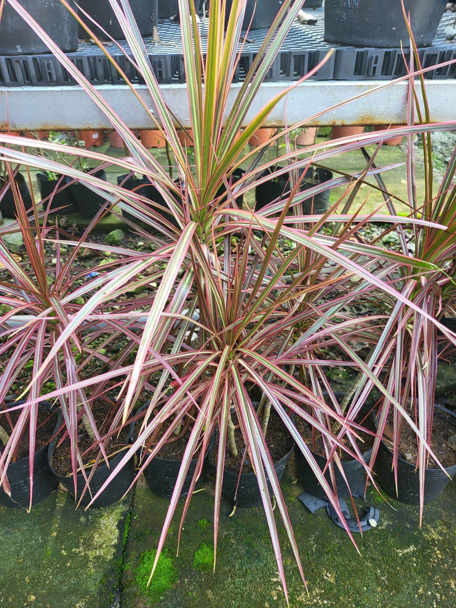 Dracaena Reflexa Marginata Tricolour. | Lazada Singapore