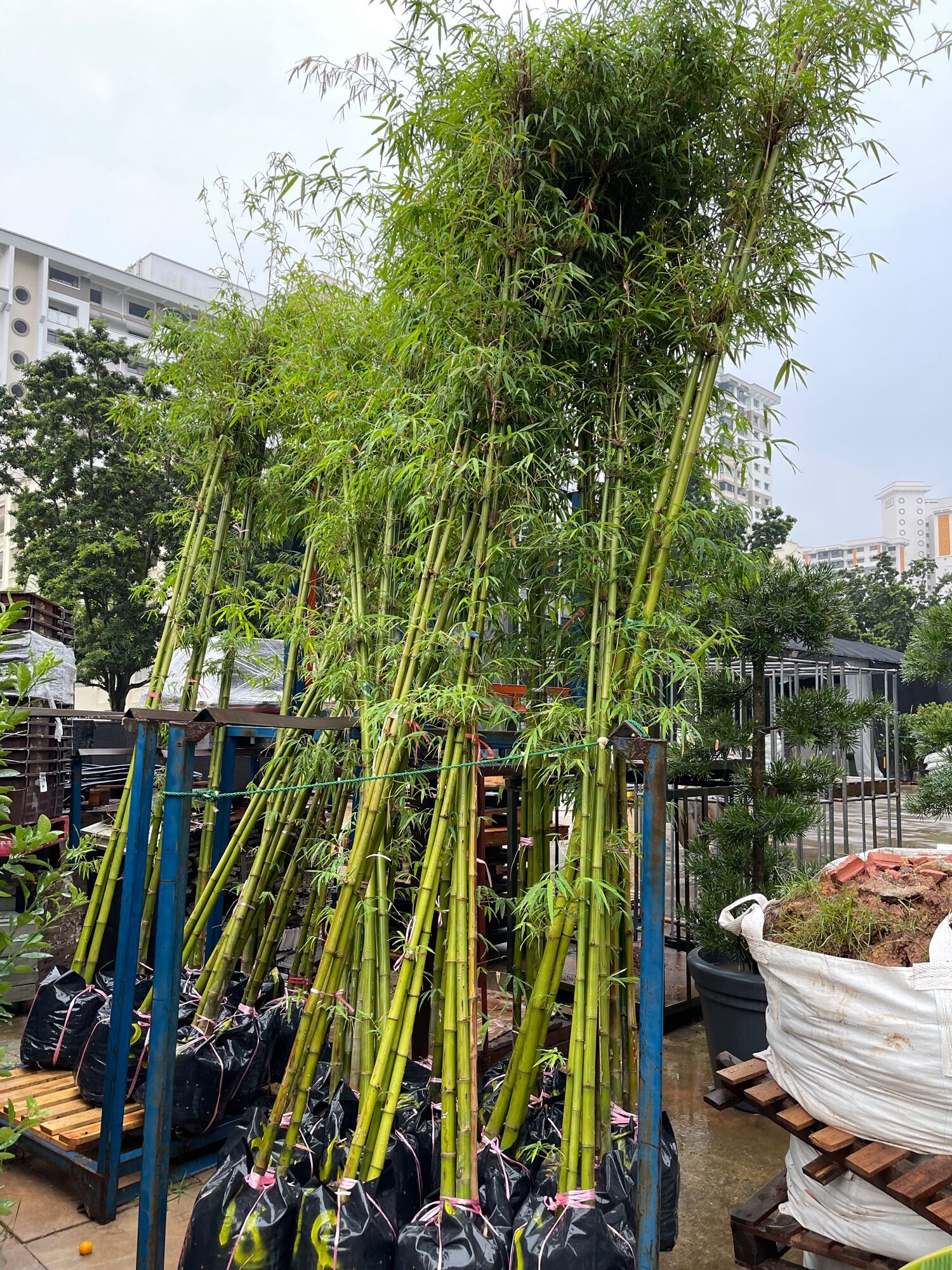 Stone bamboo 1.5m,2m,2.5m,3m,4m,4.5m height real live plant free ...