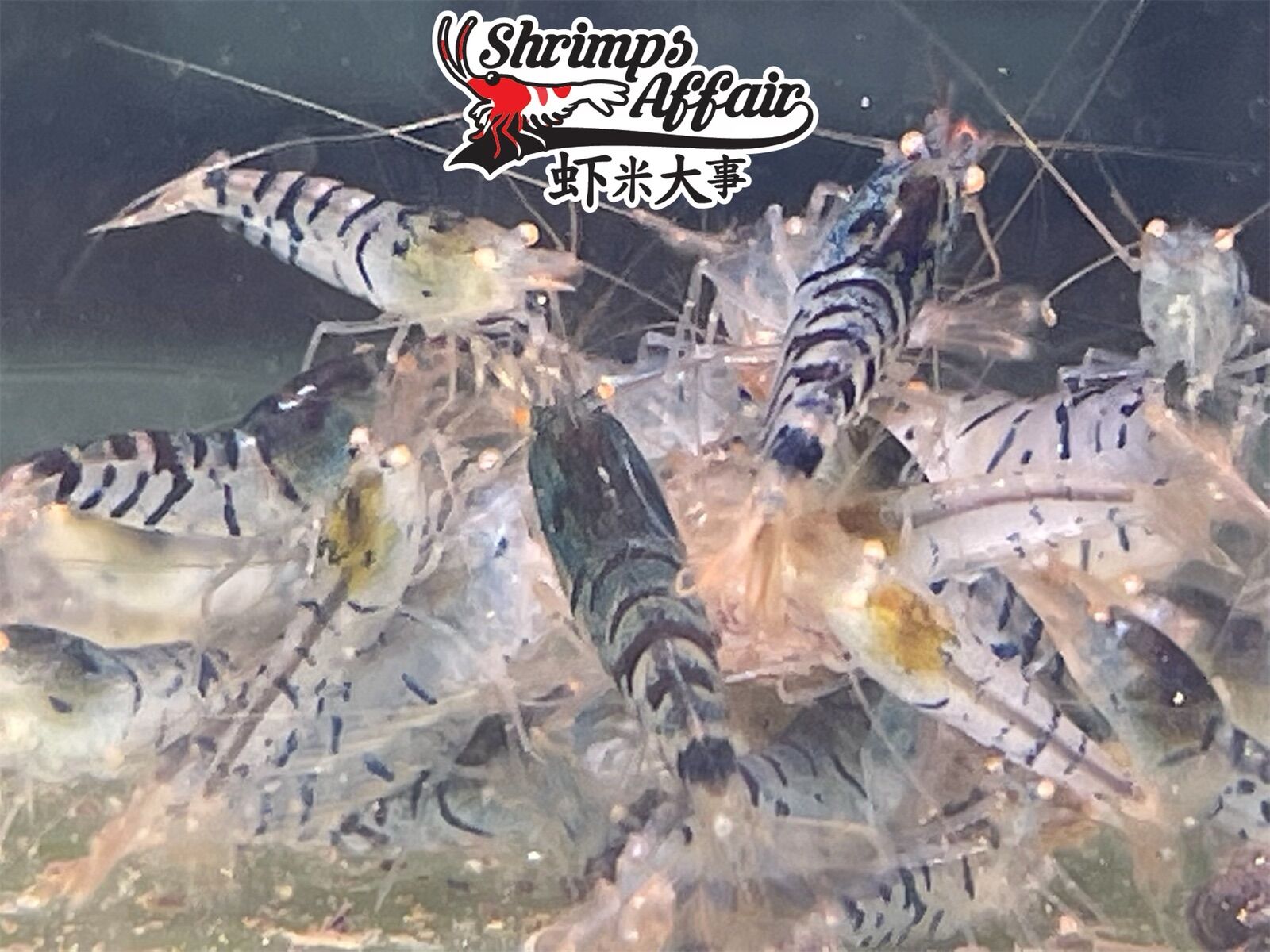 ORANGE EYE BlUE TIGER (Juvenile) (Livestock) (Shrimps affair) | Lazada ...