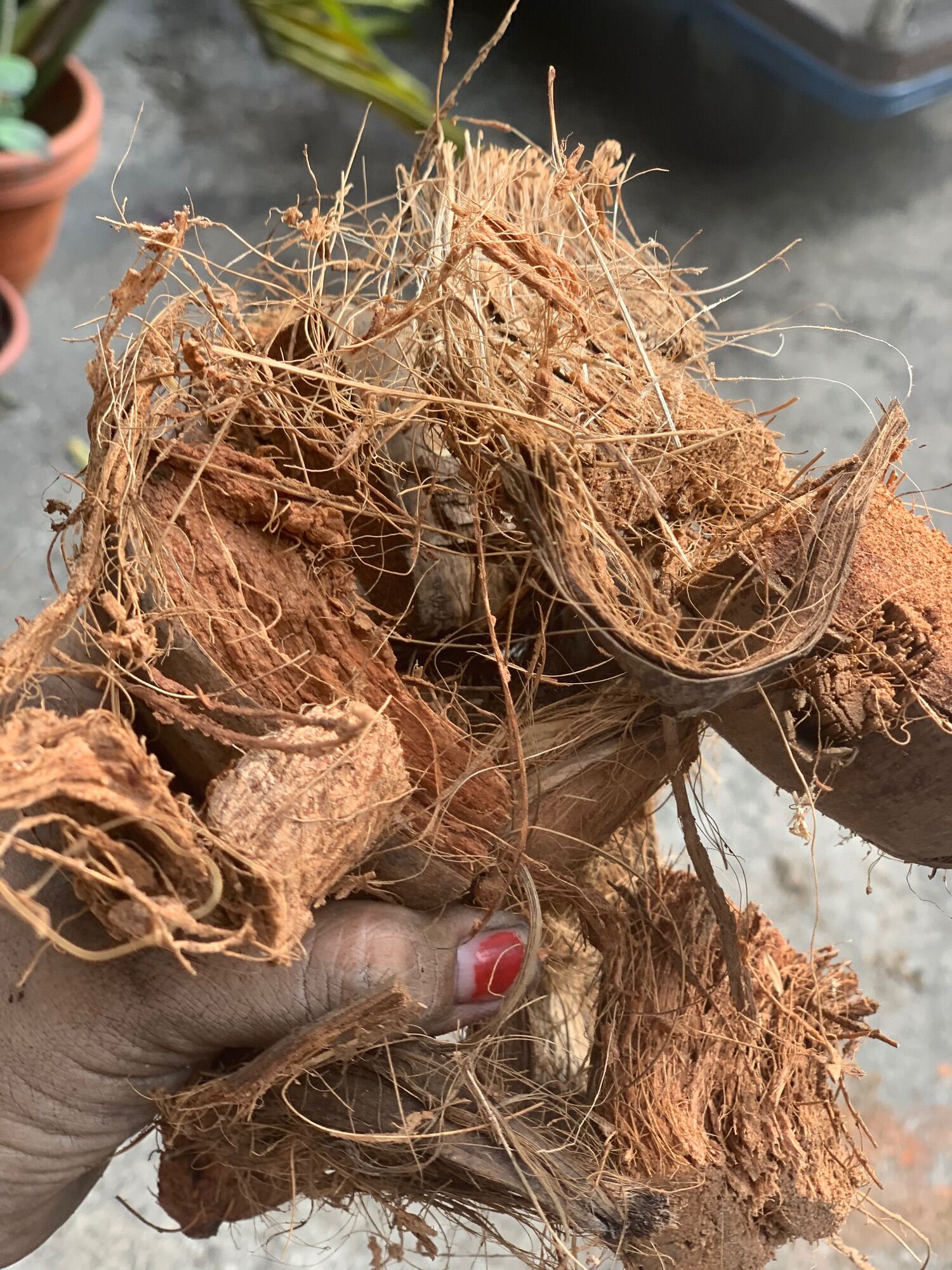 extra Organic Large coco Husks Chips size around 2cm to 5 cm . 500 ...