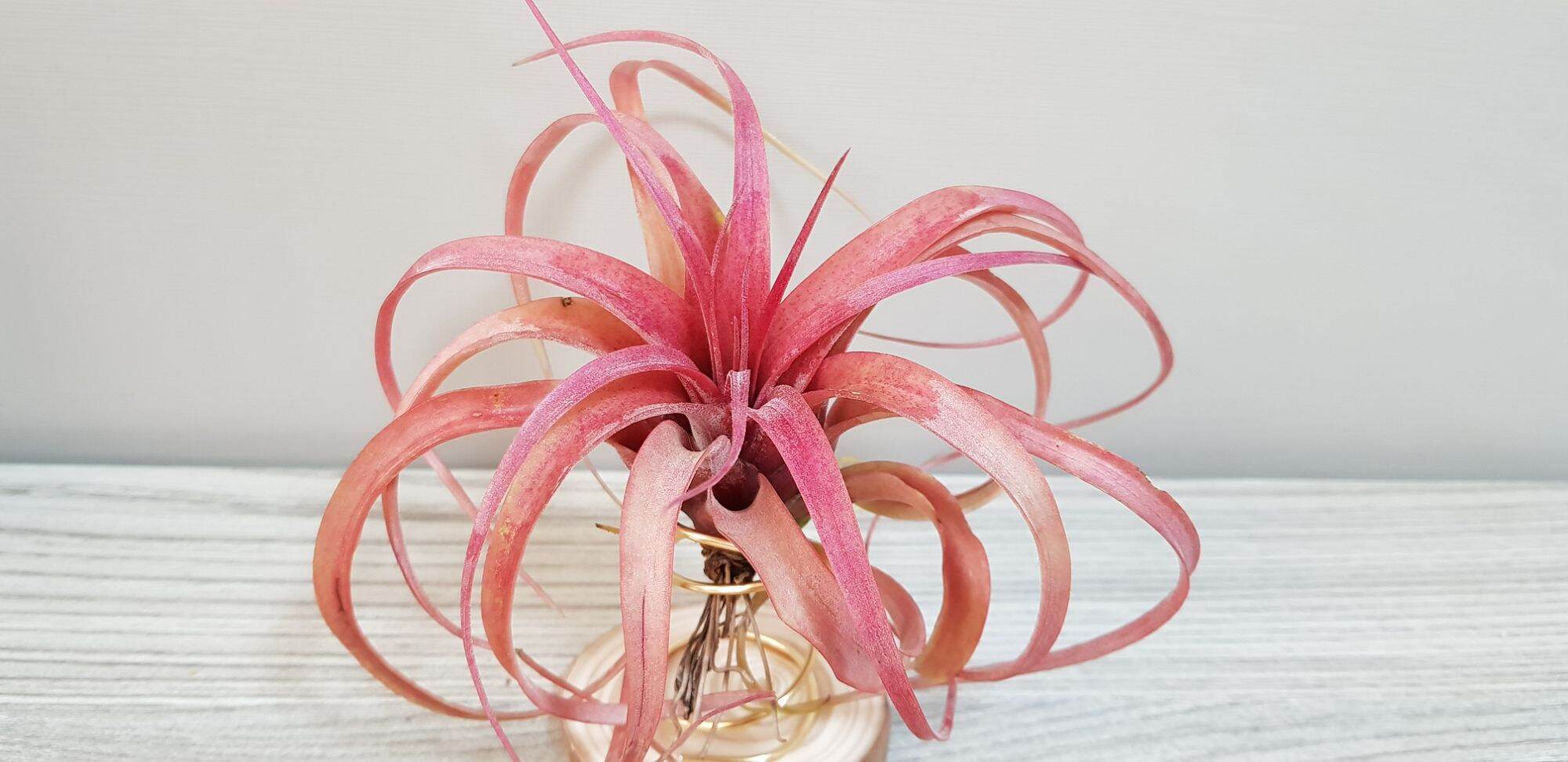 qq.garden Singapore Official Online Store | Shop Now on Lazada