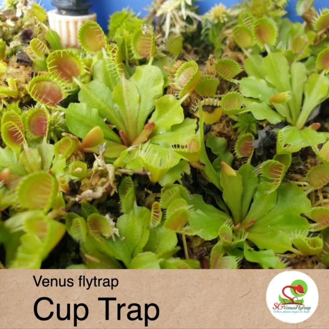 ☘️ Carnivorous plants - Venus Flytrap Cupped Trap | Lazada Singapore