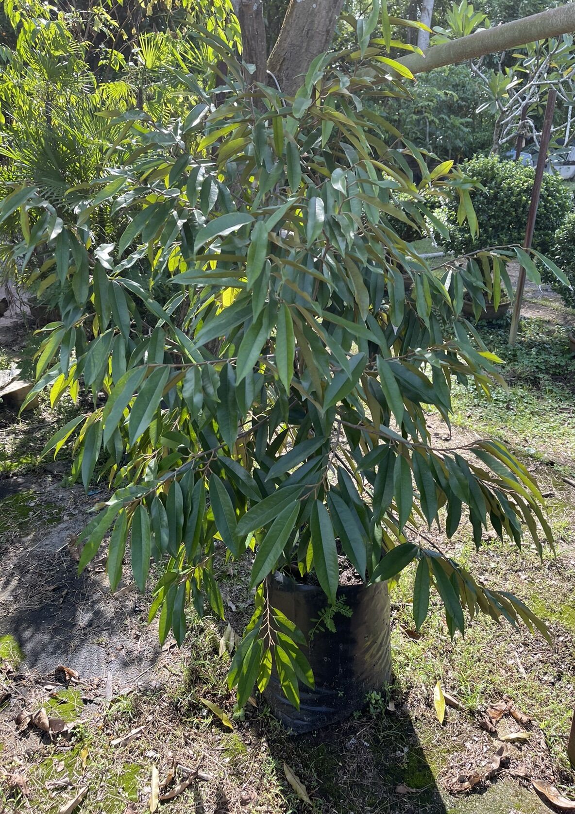 Durian Musang King tree 猫山王榴莲树 1.5m/1.8m height real live plant free ...