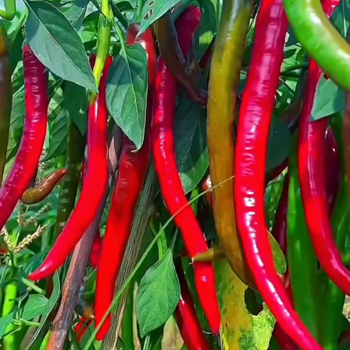 300 เมล็ด เมล็ดพันธุ์ เมล็ดพริกยาวโจลอง พันธุ์พริกยาว ลูกดก เผ็ด ปลูก ...