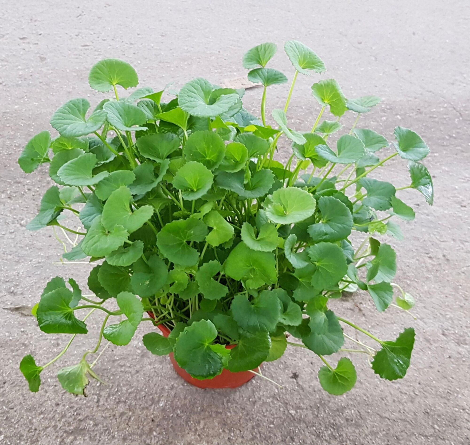 [SG 🇸🇬Store] Centella asiatica, commonly known as Gotu Kola / Indian ...