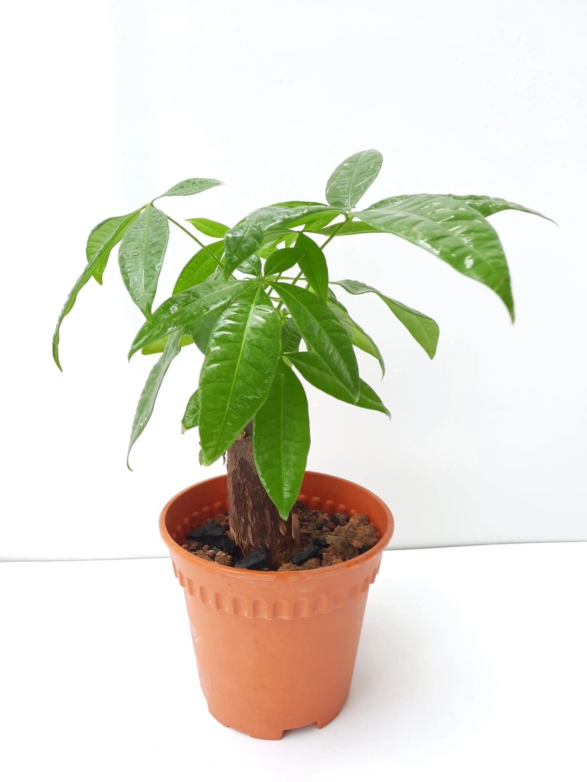 [SG 🇸🇬Store] Pachira Aquatica, Money Tree, Lucky Tree, 迷你发财树 Feng Shui ...