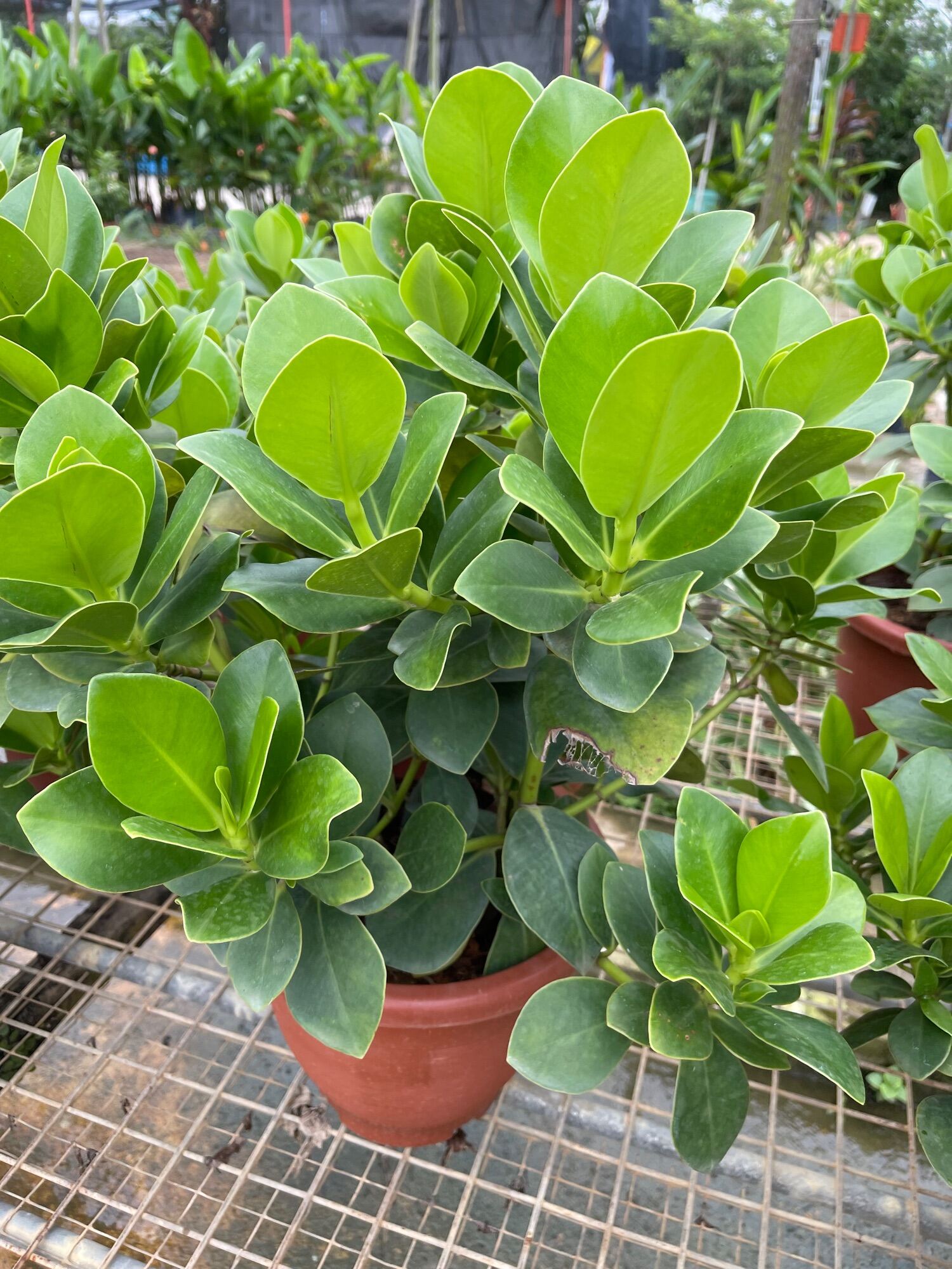 Clusia rosea flower real plant free extra organic fertilizer 0.5kg free ...